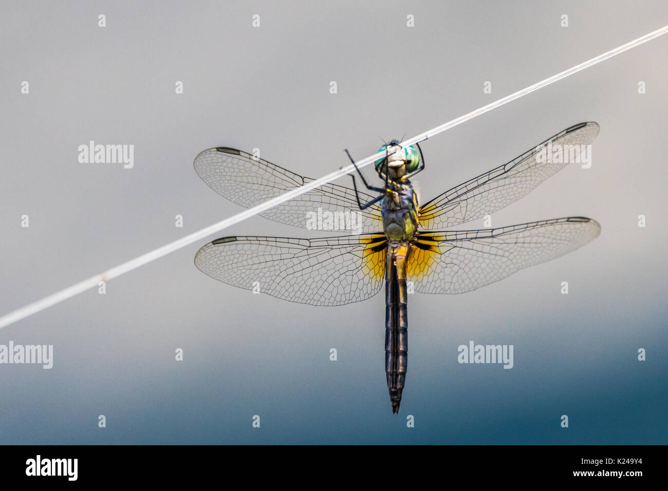 A horizontal macro photo of a dragonfly hanging from a wire with a blue ...