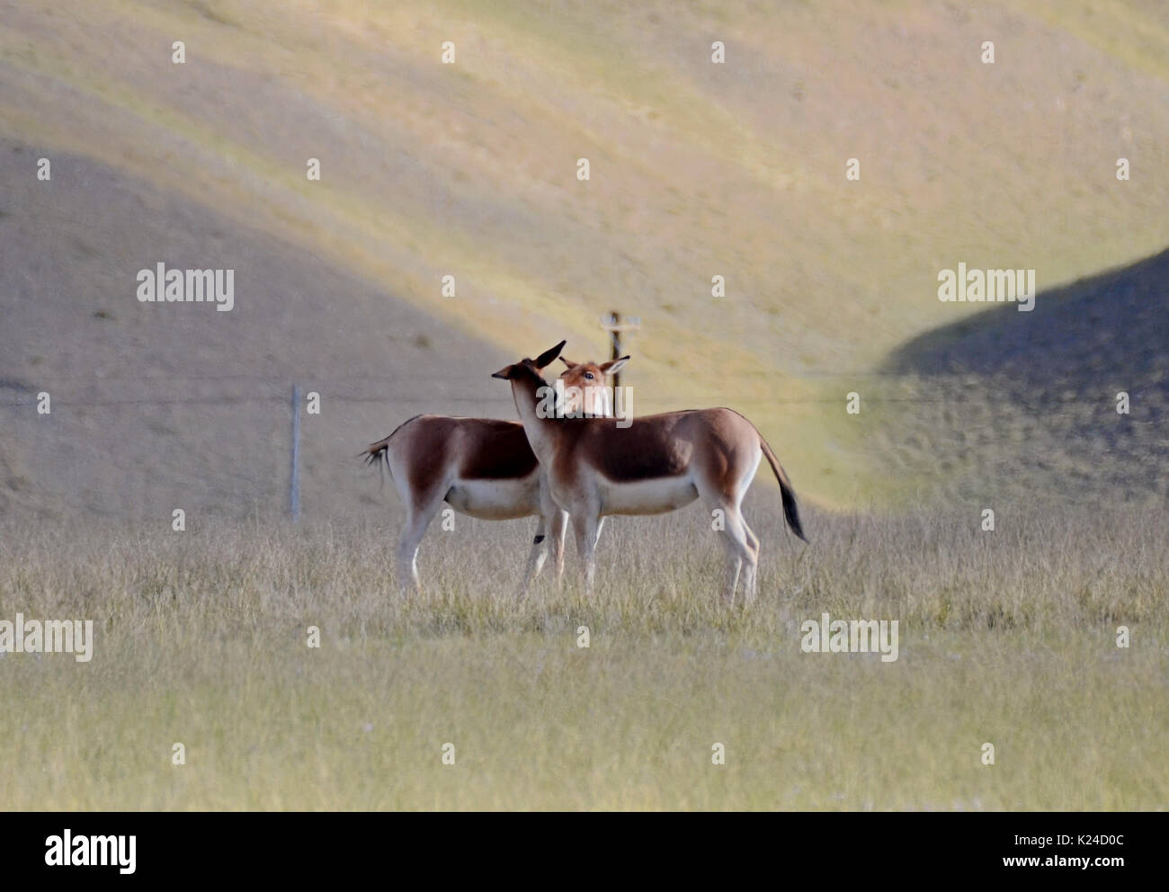 Tibetan wild donkeys hi-res stock photography and images - Alamy