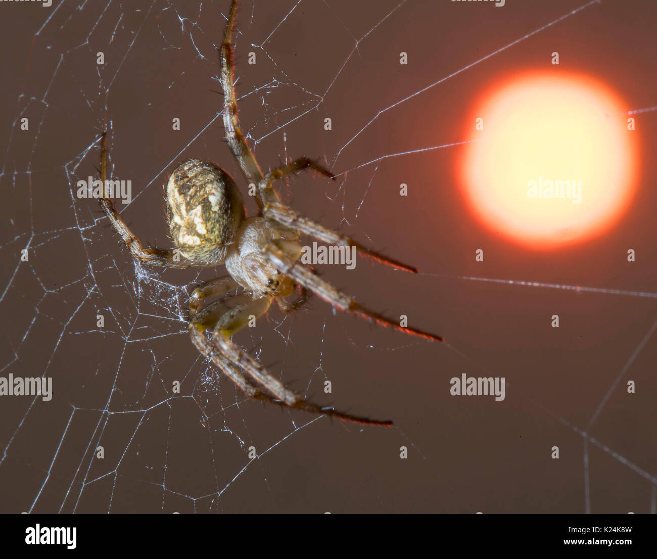 Roseburg, OREGON, USA. 28th Aug, 2017. Smoke from nearby wildfires ...