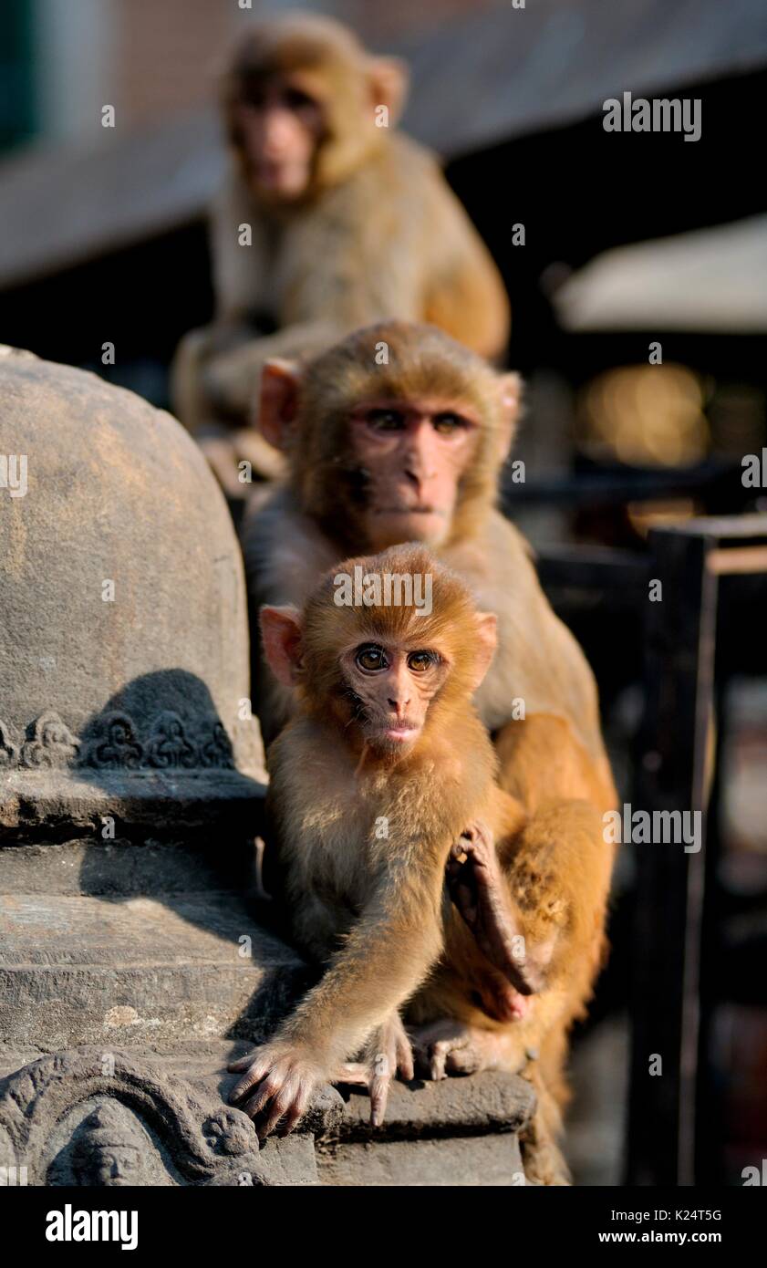 3 monkeys enjoying the sun at Swayambhunath temple, also known as the ...