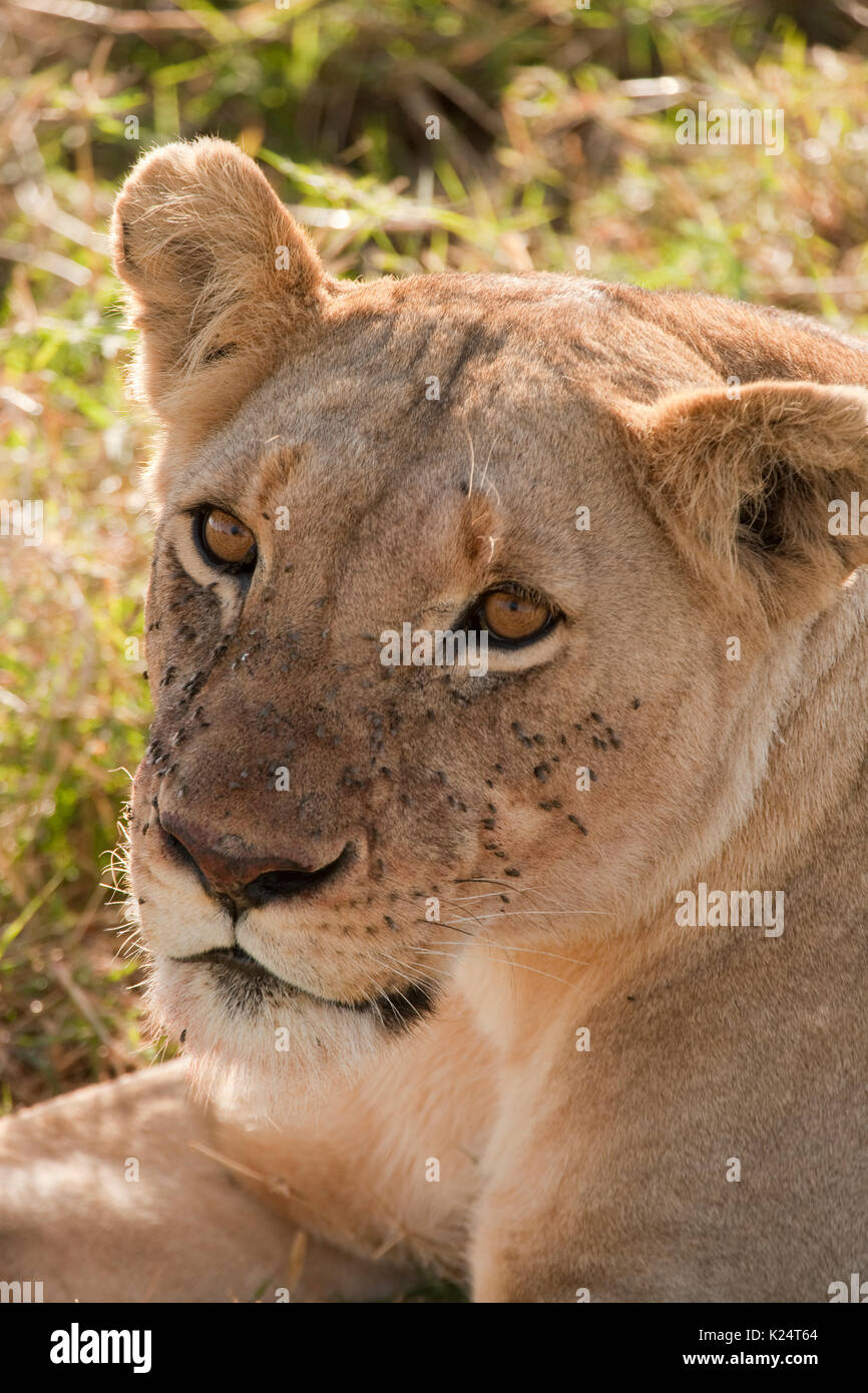 Head of a lioness in close-up Stock Photo - Alamy