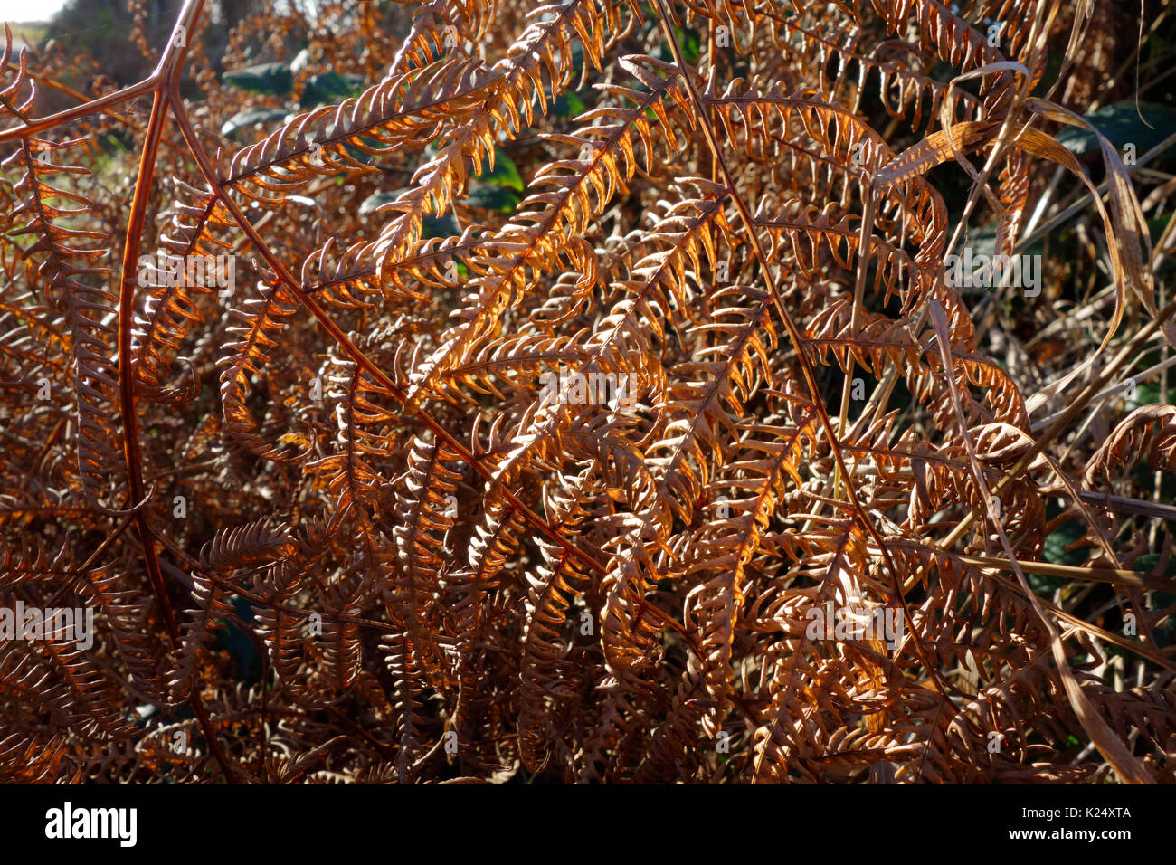 Copper bracken hi-res stock photography and images - Alamy