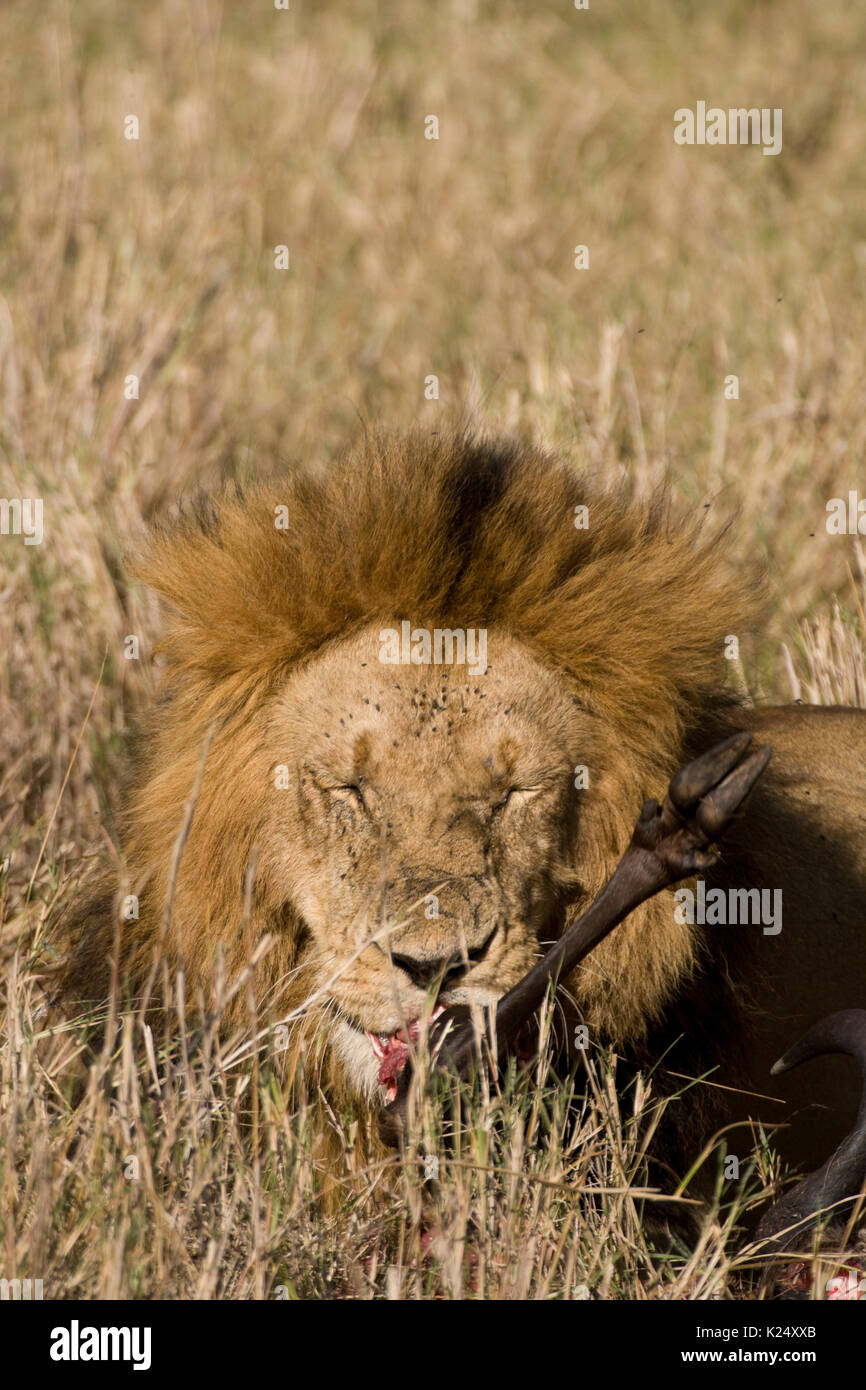 Male lion pulling wildebeest hi-res stock photography and images - Alamy