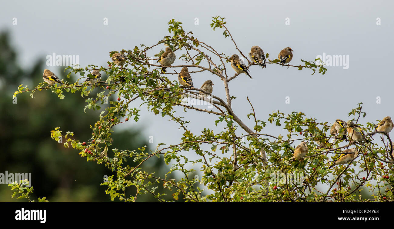 Group of goldfinch hi-res stock photography and images - Alamy