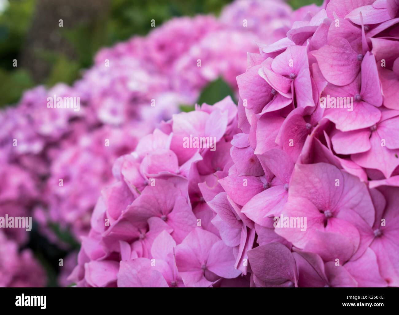 English hydrangeas hi-res stock photography and images - Alamy