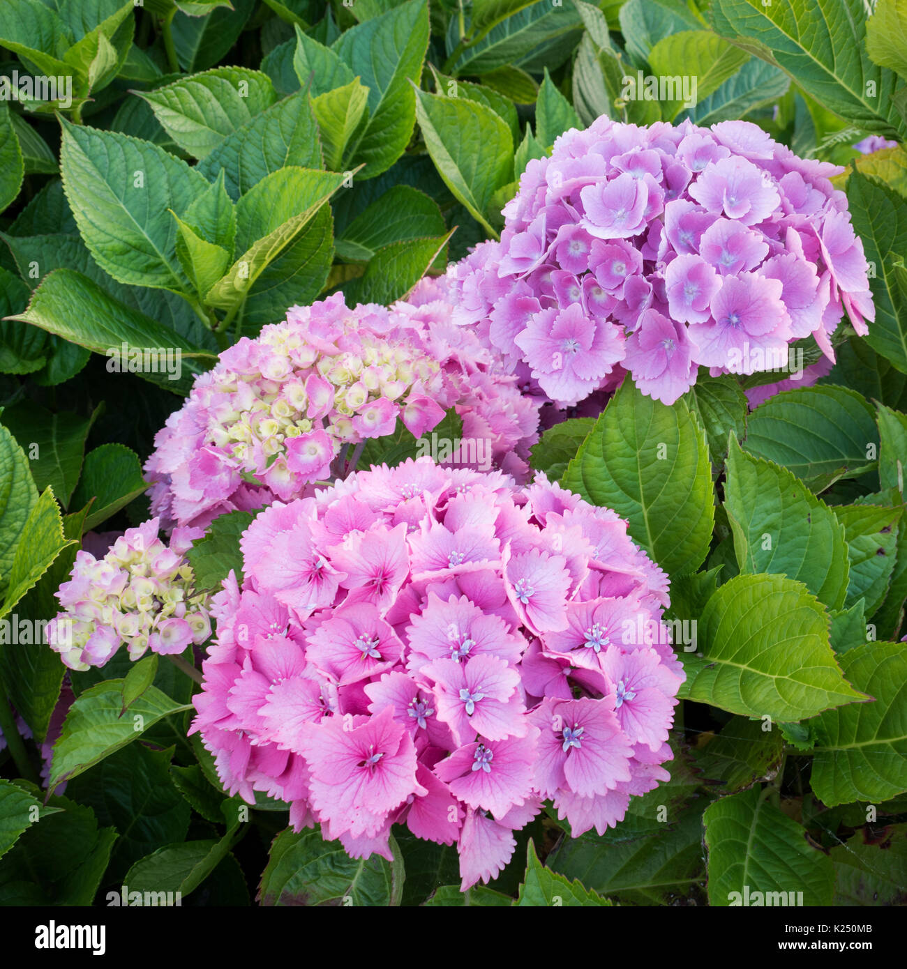 Bright hydrangeas hi-res stock photography and images - Alamy