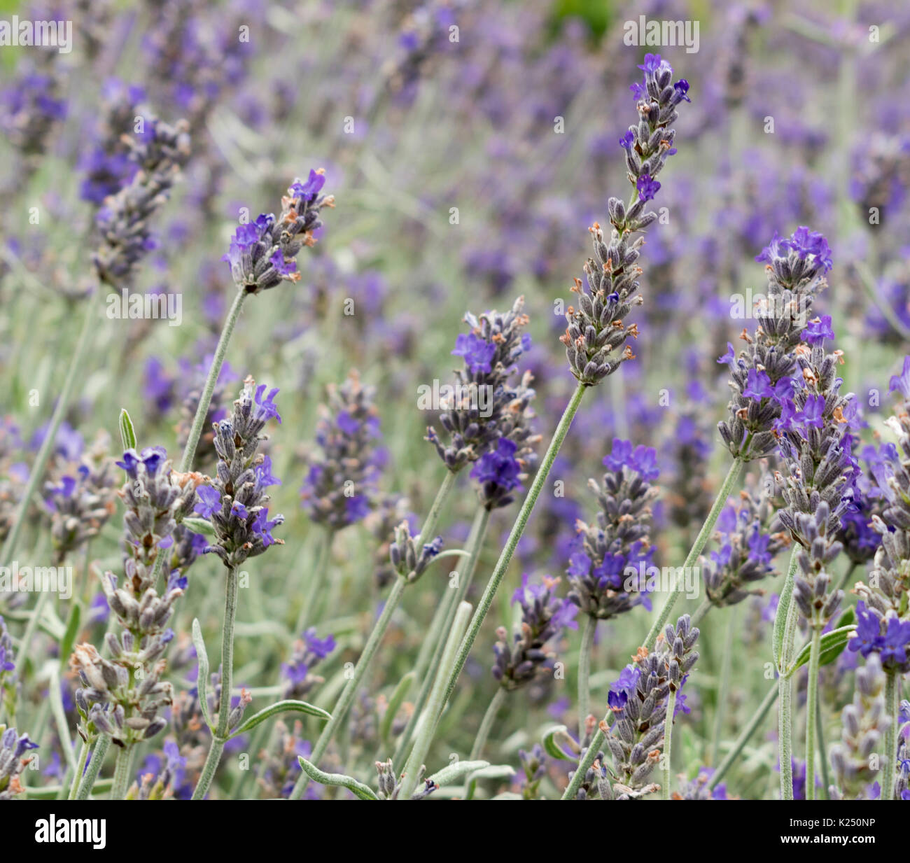 A sea of Lavender in a garden bed Stock Photo - Alamy