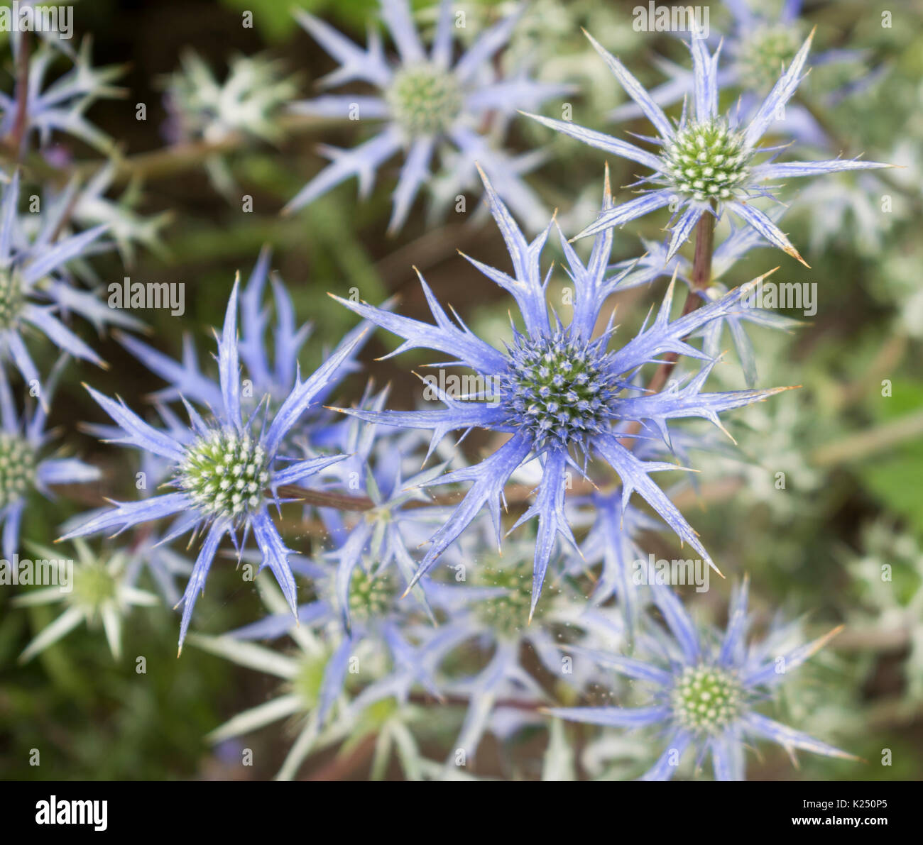 Eryngium sea holly hi-res stock photography and images - Alamy