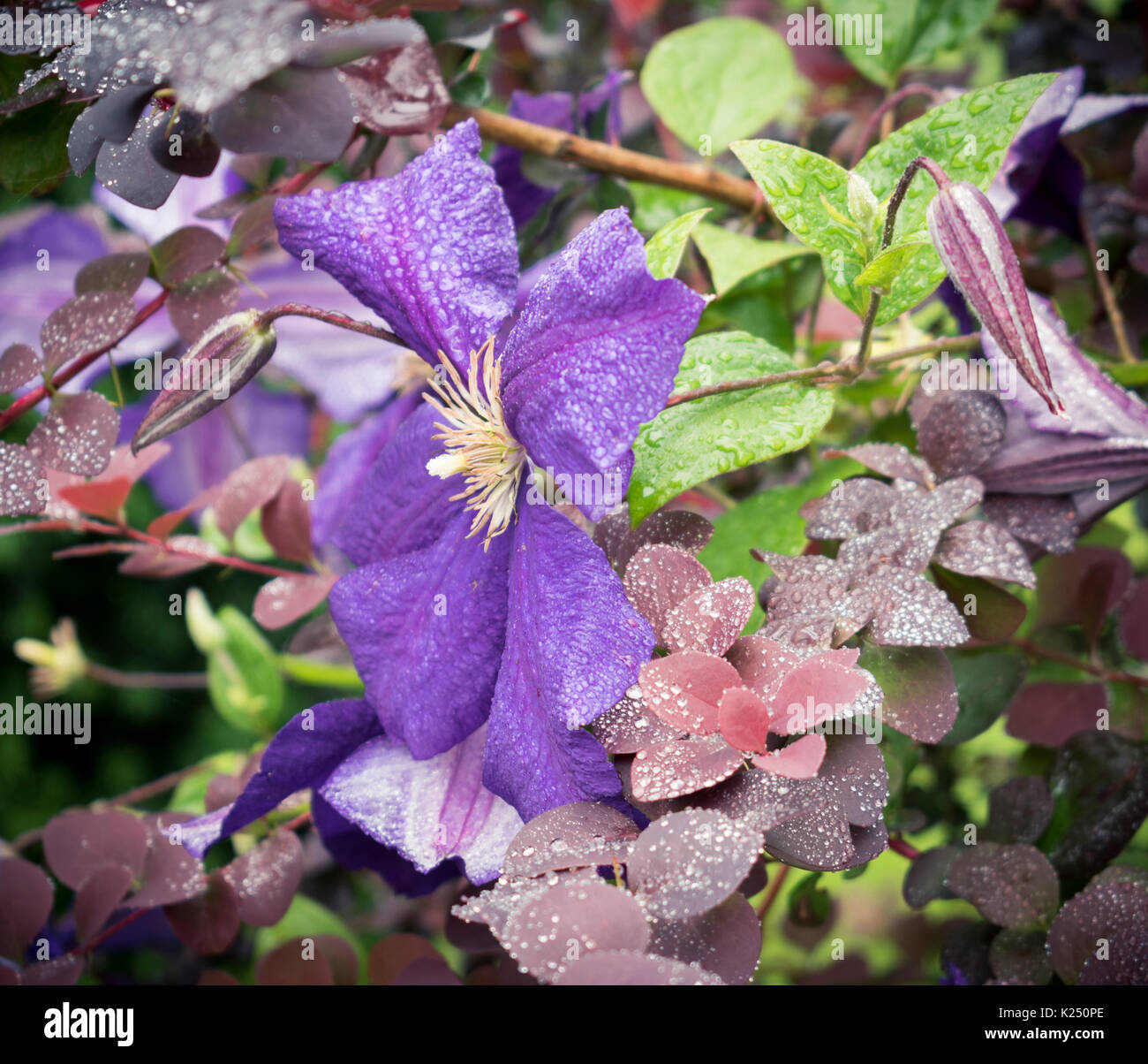 Clematis flower border hi-res stock photography and images - Alamy