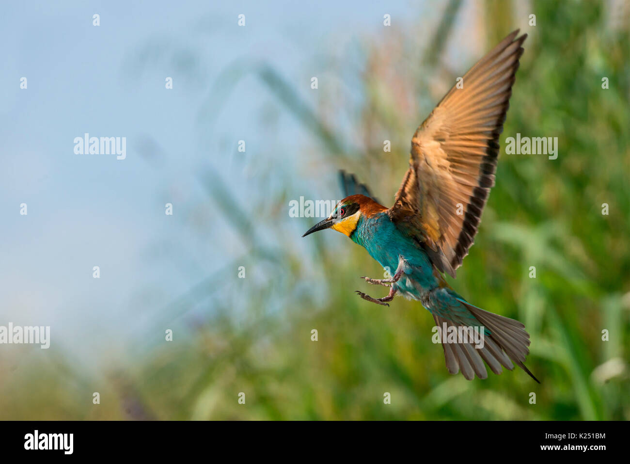bee-eater in flight with prey, Trentino Alto-Adige, Italy Stock Photo ...