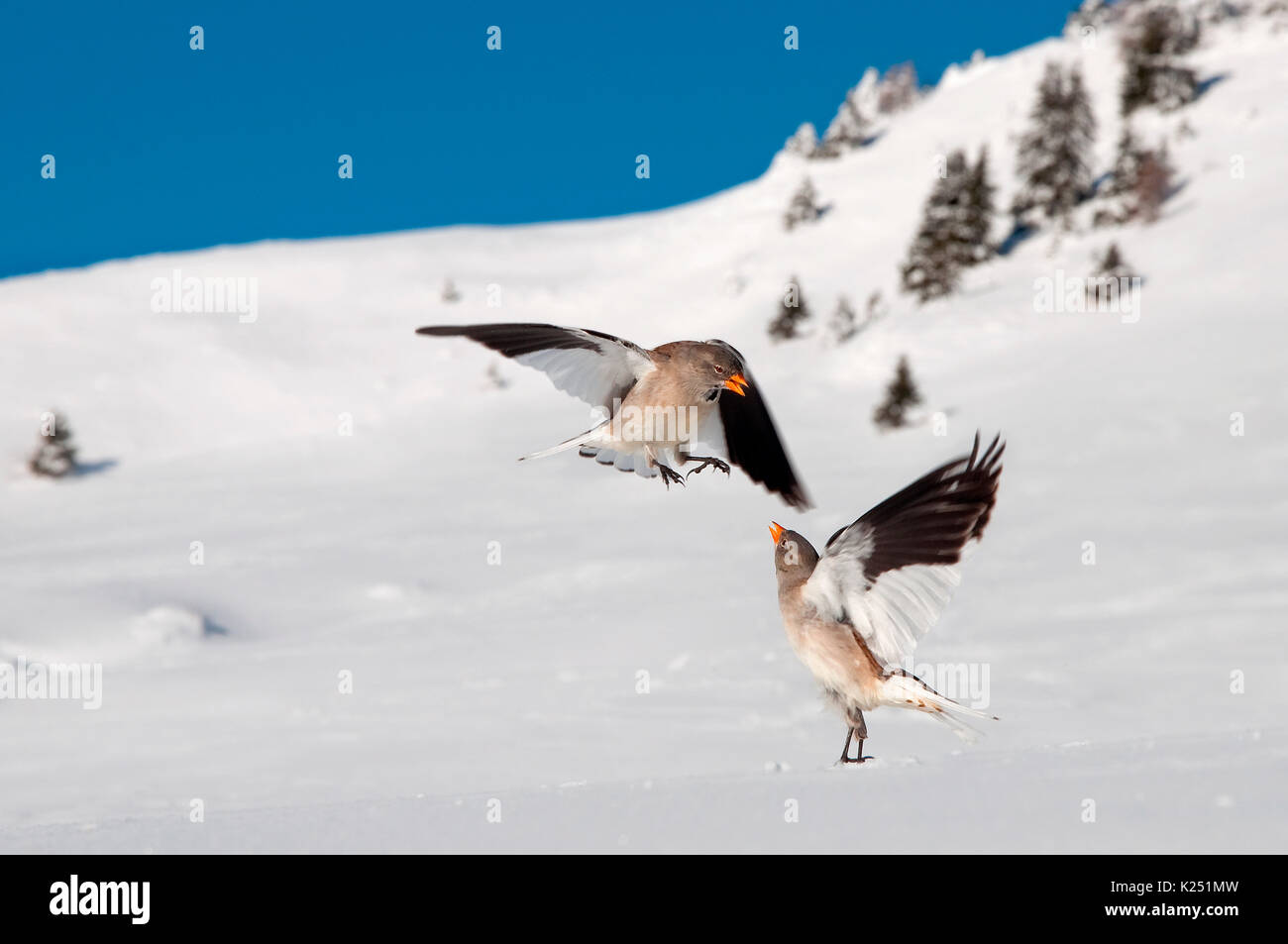 Snow finches in fighting on the snow, Trentino Alto-Adige, Italy Stock ...