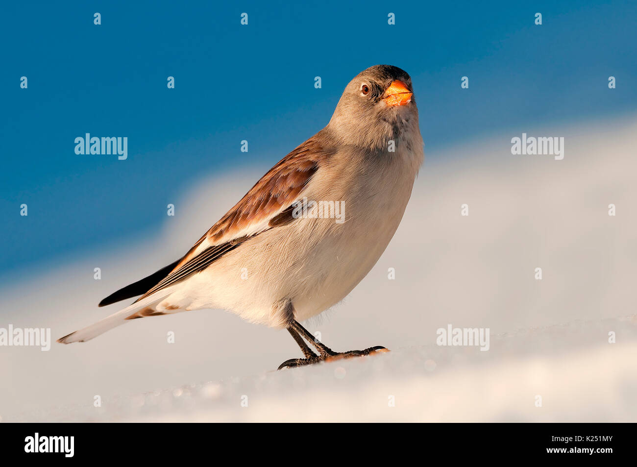 Italy snow finch hi-res stock photography and images - Alamy