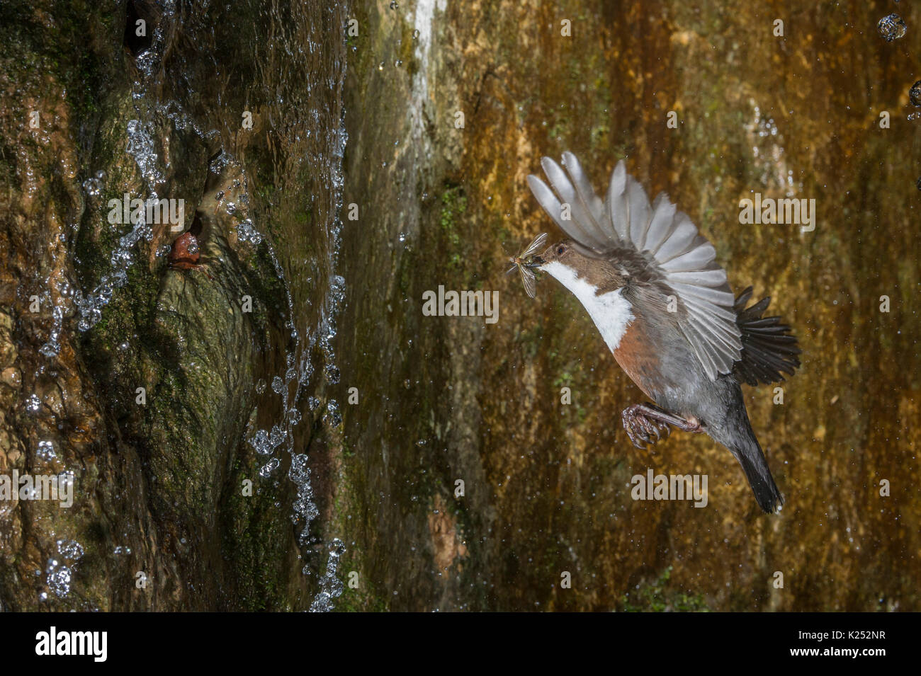 white-throated dipper in flight, Trentino Alto-Adige, Italy Stock Photo ...