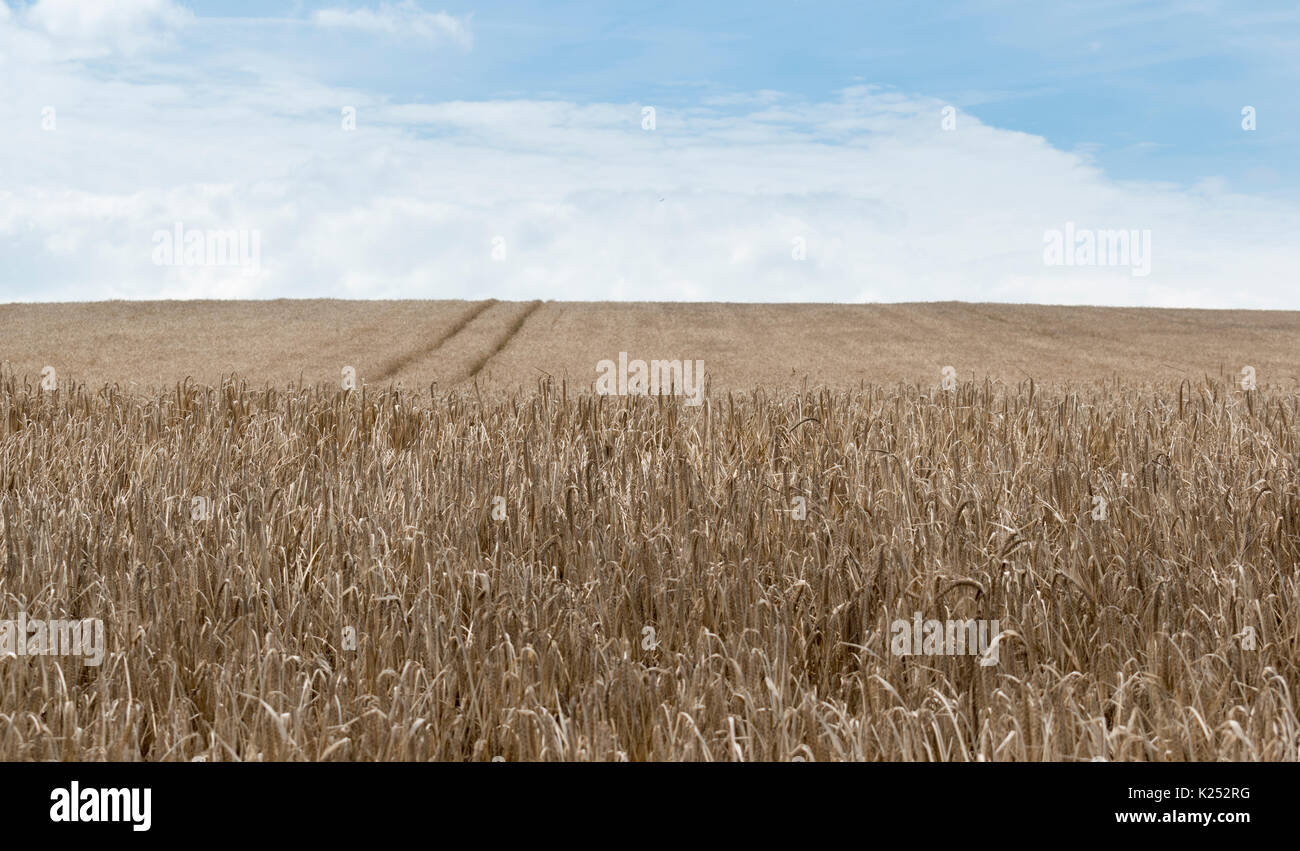 Corn Field Hdri