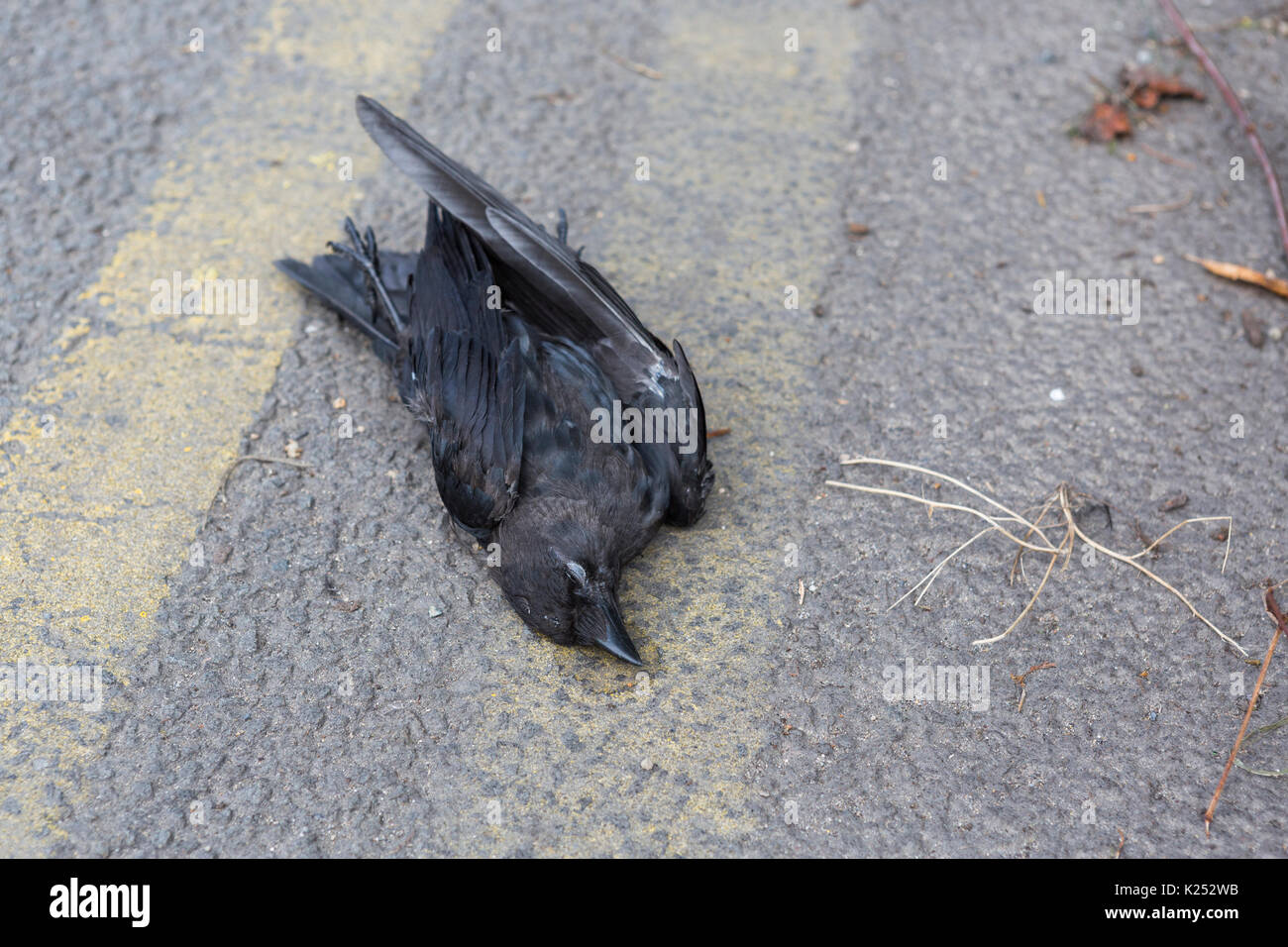 Dead crow hi-res stock photography and images - Alamy