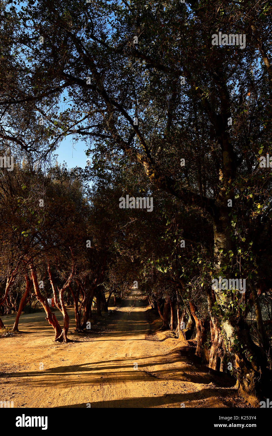 Forest of quinuales (Polylepis spp Stock Photo - Alamy