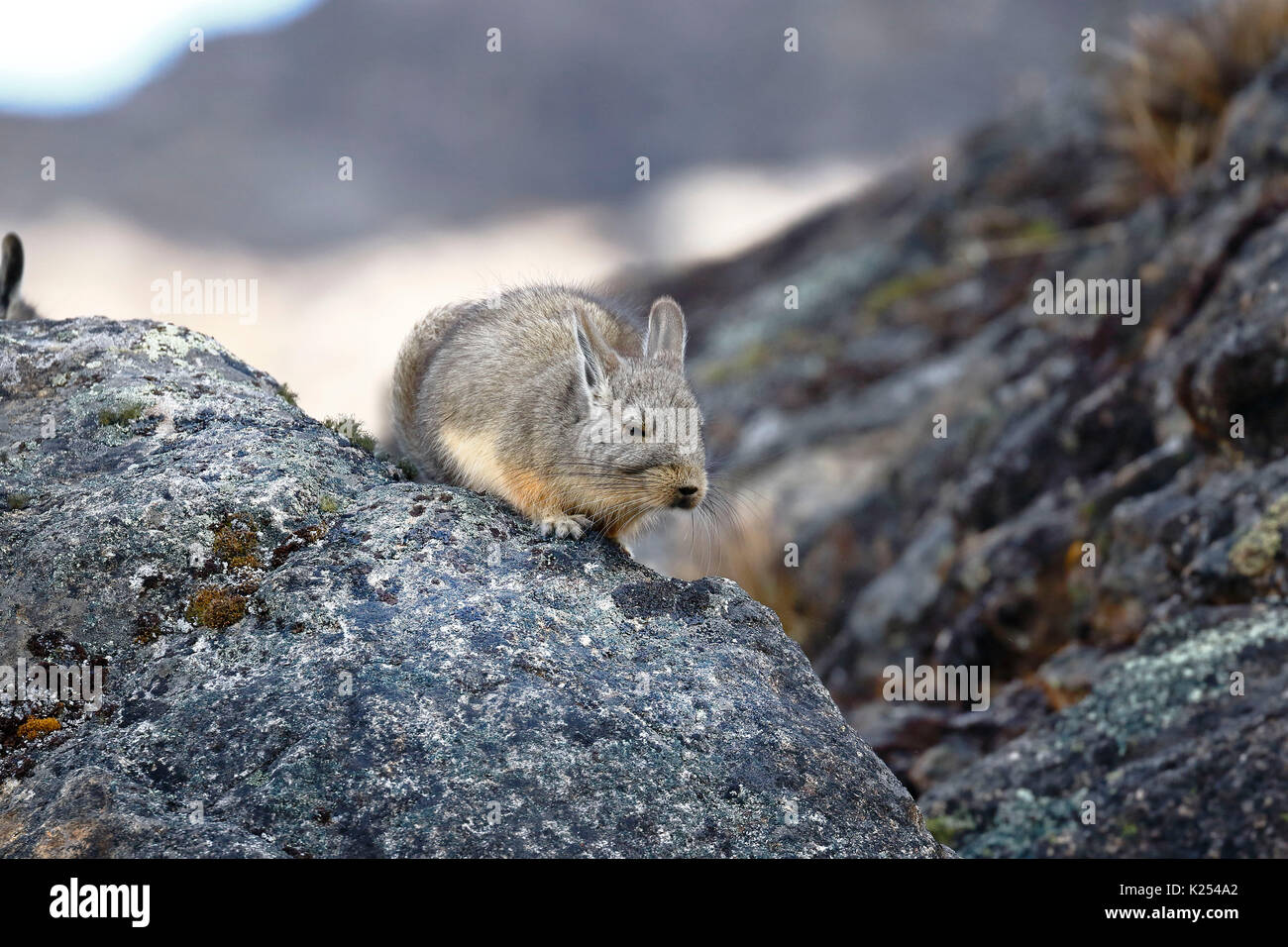 Southern Viscacha (Lagidium viscacia) taken in freedom near the snowy ...