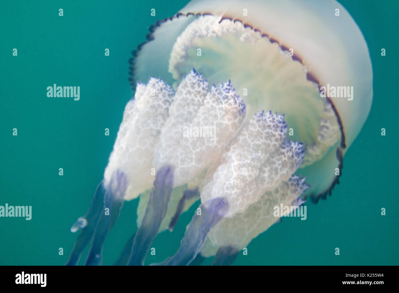 jellyfish, medusa, animal life, wildlife in the oceans Stock Photo - Alamy