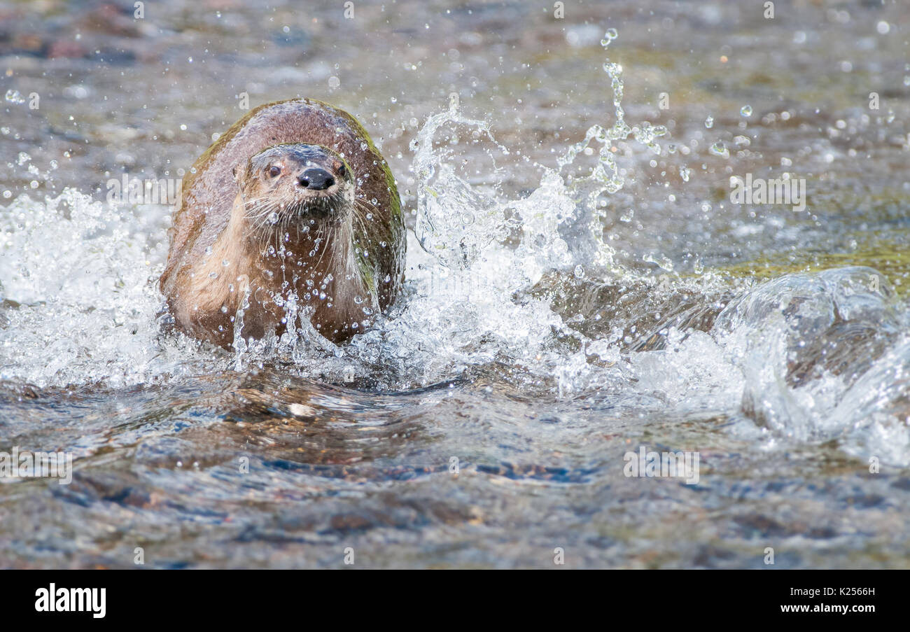 Otter water splashing hi-res stock photography and images - Alamy