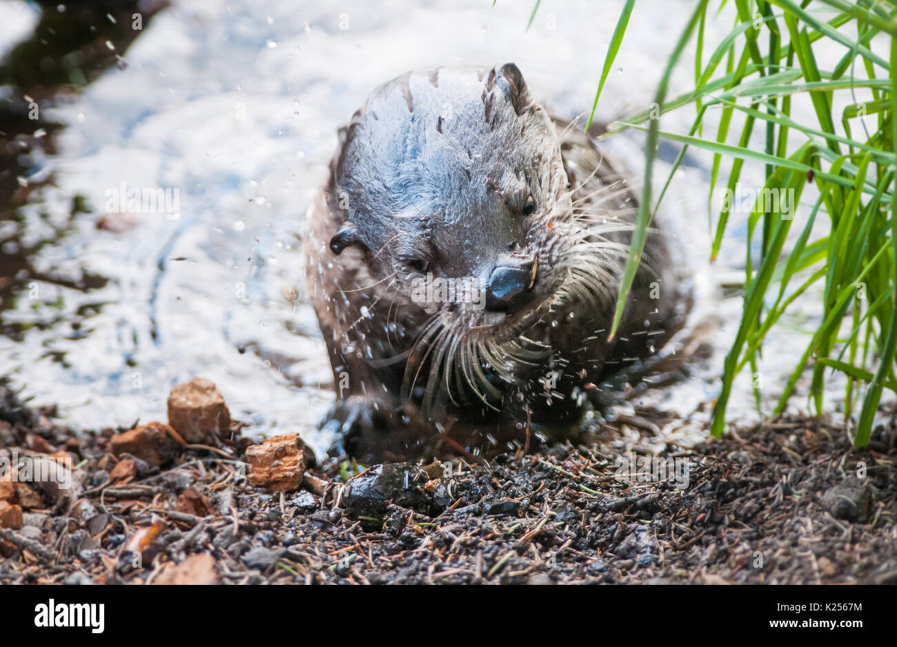 Otter water splashing hi-res stock photography and images - Alamy