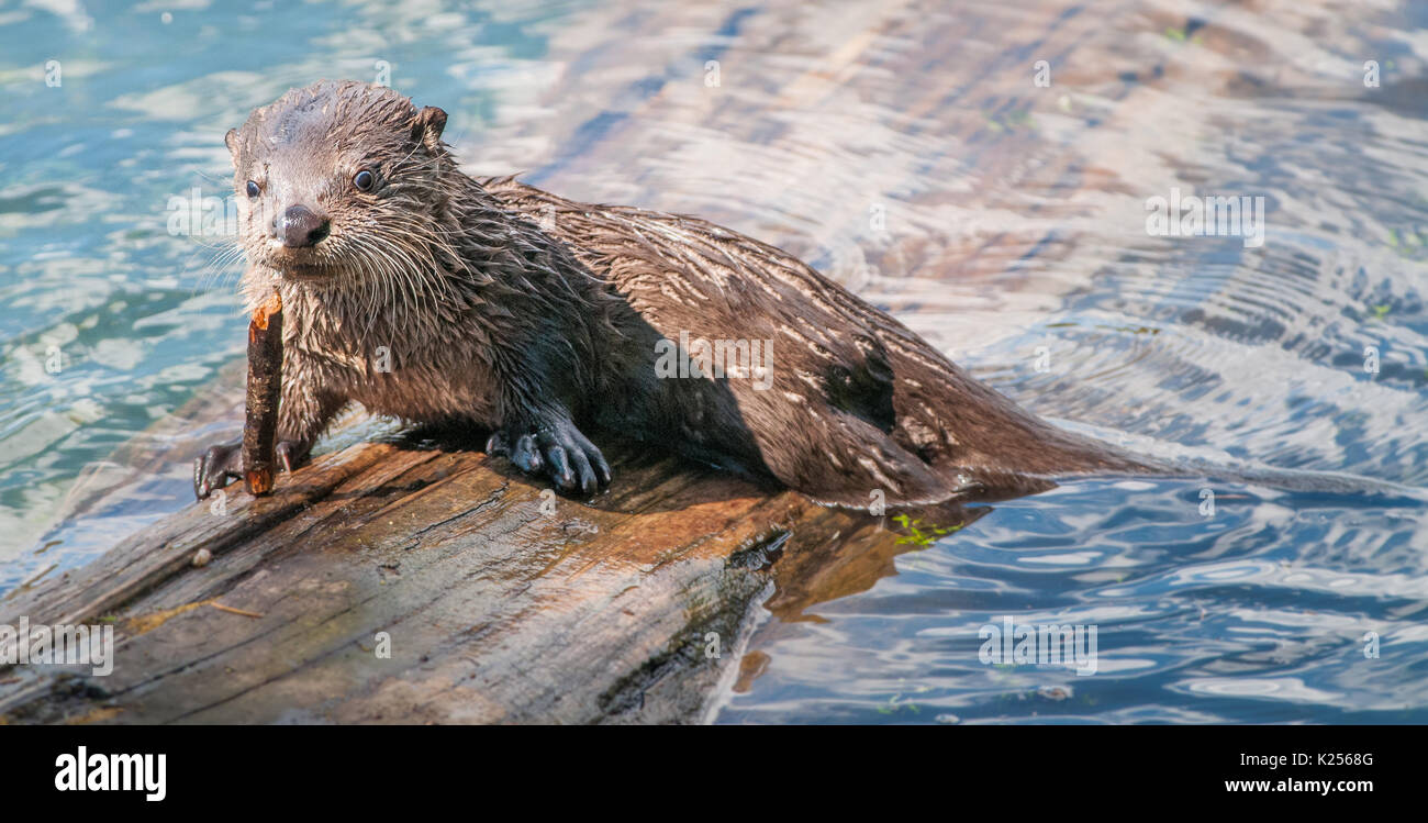 Otter water splashing hi-res stock photography and images - Alamy