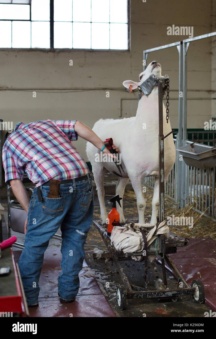 Sheep stand hi-res stock photography and images - Alamy