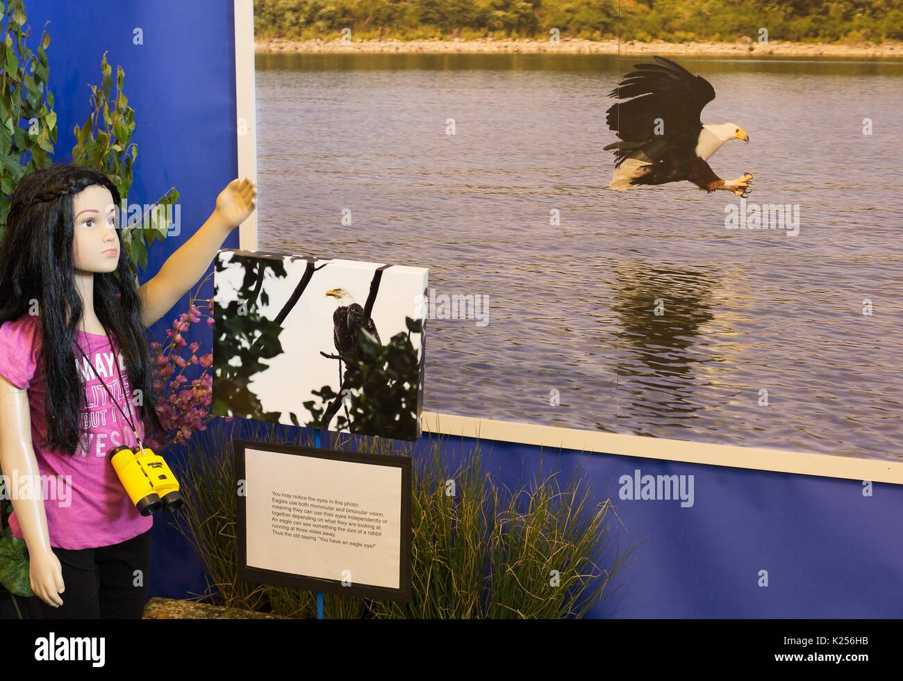 A display about bald eagles, at the Minnesota State Fair Stock Photo ...