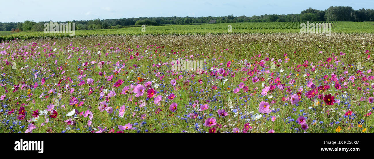 A wonderful field of colorful flowers in the north of France in the ...