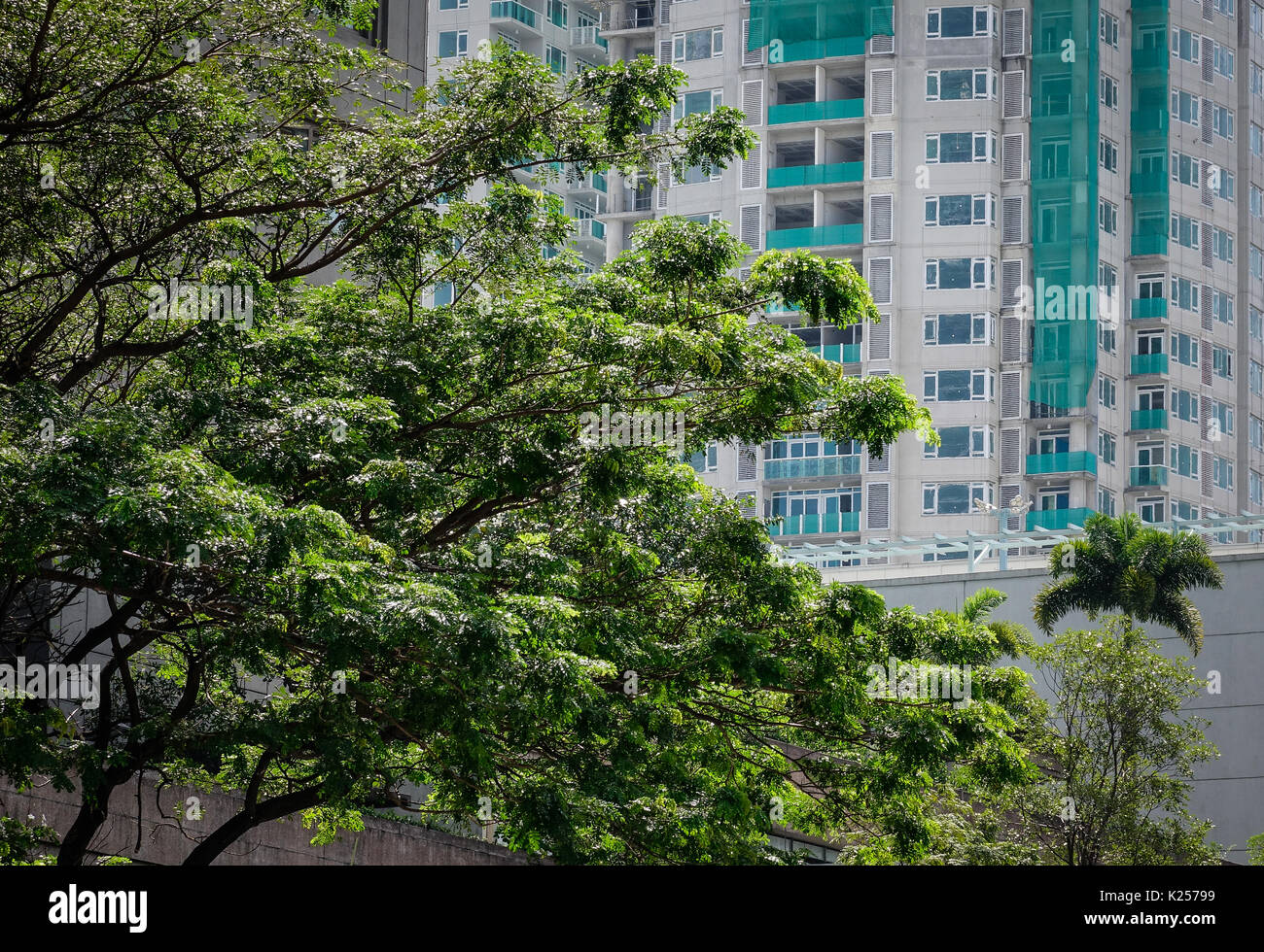 Green tree at the city park in Intramuros Old Street, Manila ...