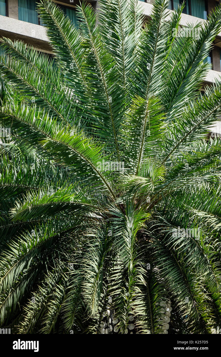 Palm tree planted on street at sunny day in Manila, Philippines Stock ...