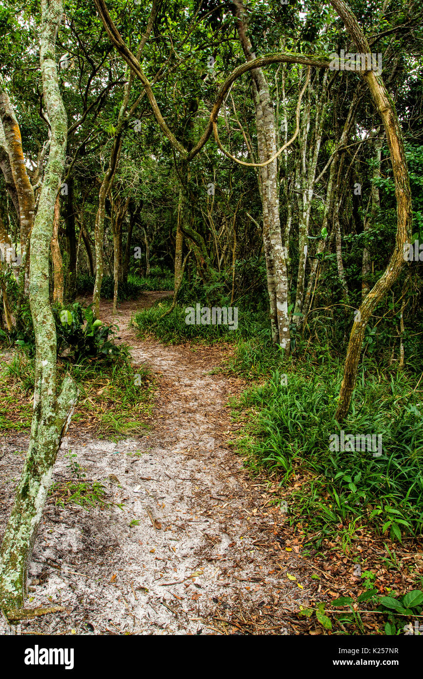 Atlantic rain forest tree hi-res stock photography and images - Alamy