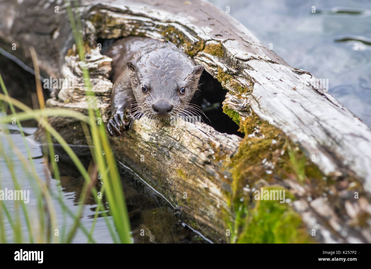 Peeking ghost hi-res stock photography and images - Alamy