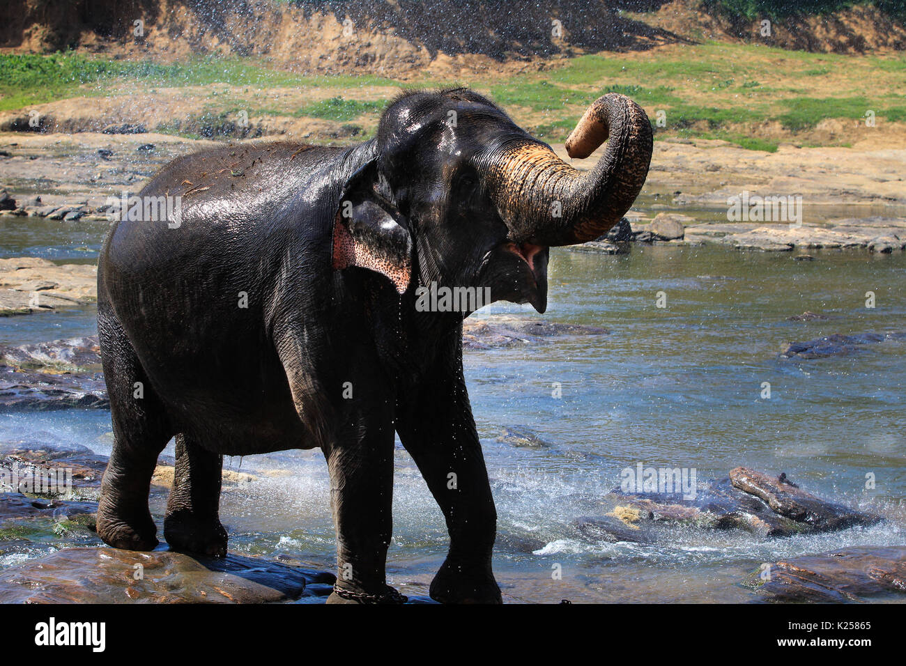 An elephant throwing water on its back during bathing time Stock Photo ...