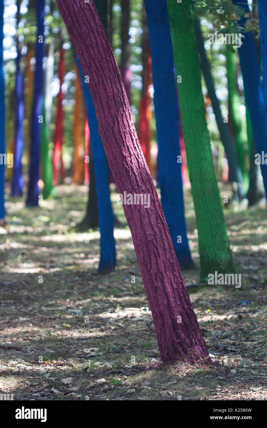 colorful forest with tree bark painted in many colors Stock Photo - Alamy