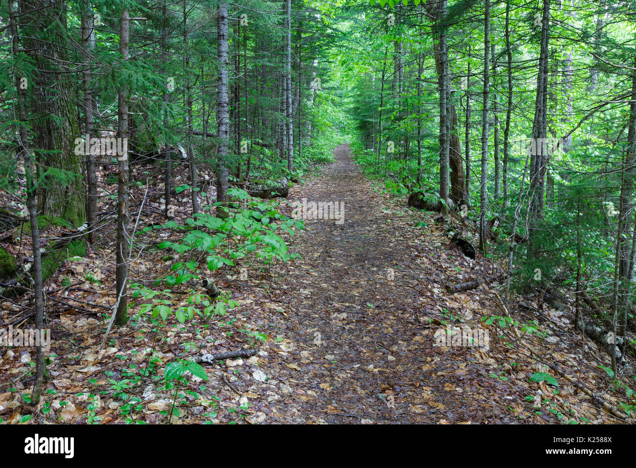 East Pond Trail in Lincoln, New Hampshire during the spring months ...