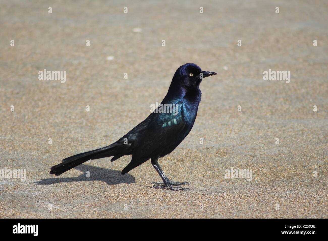 Beach Bird Staring at the Crowd of people Stock Photo - Alamy