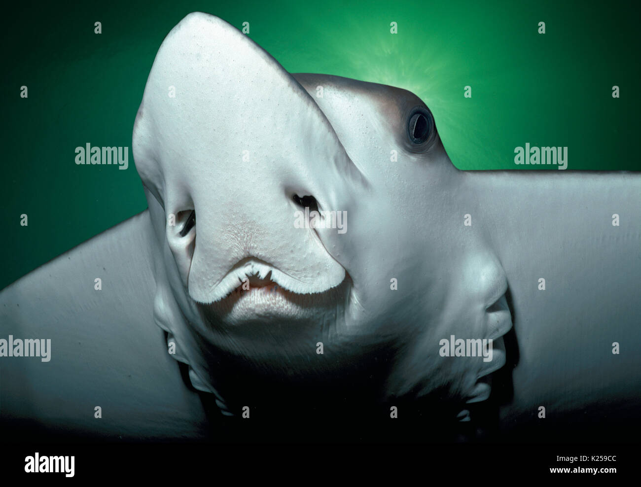 White spotted eagle ray hi-res stock photography and images - Alamy