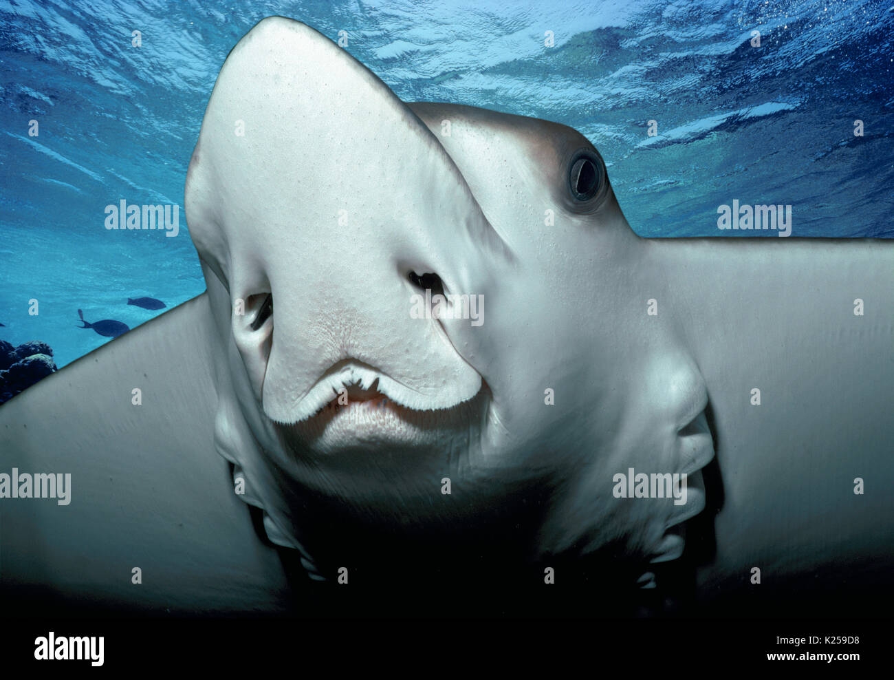 Eagle ray hi-res stock photography and images - Alamy