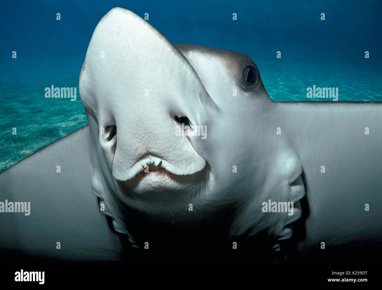 Spotted Eagle Ray (Aetobatus narinari). South Africa. This image has ...