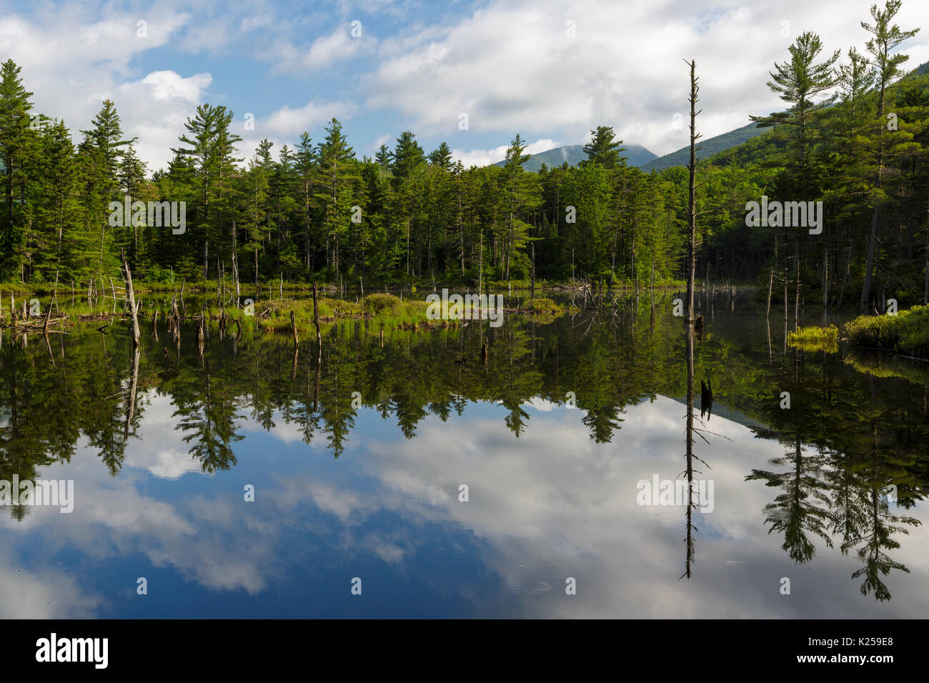 Reflection of forest in a beaver Pond along Franconia Brook Trail in ...