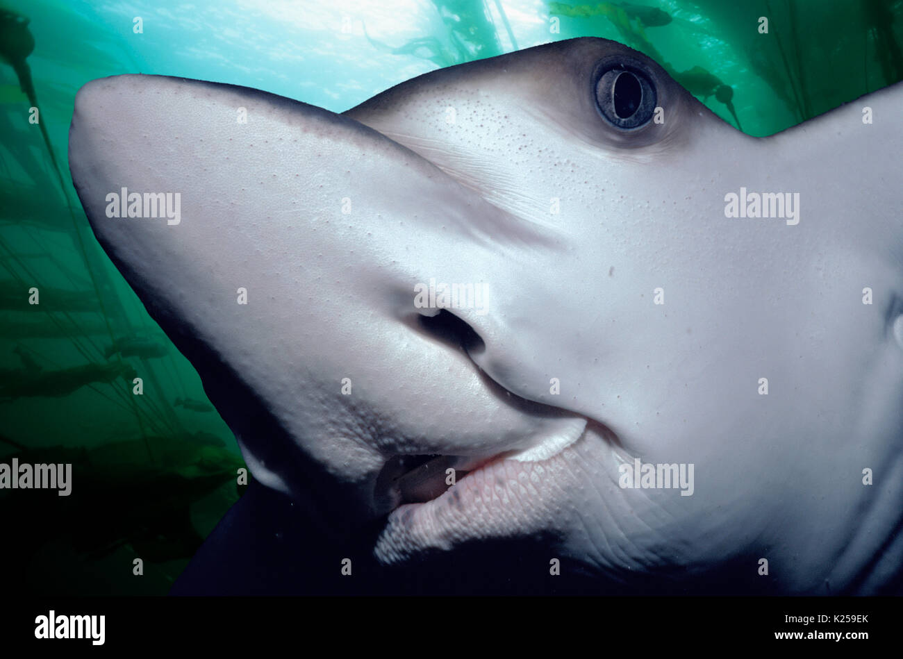 Spotted Eagle Ray (Aetobatus narinari), often the victim (by-catch) of ...