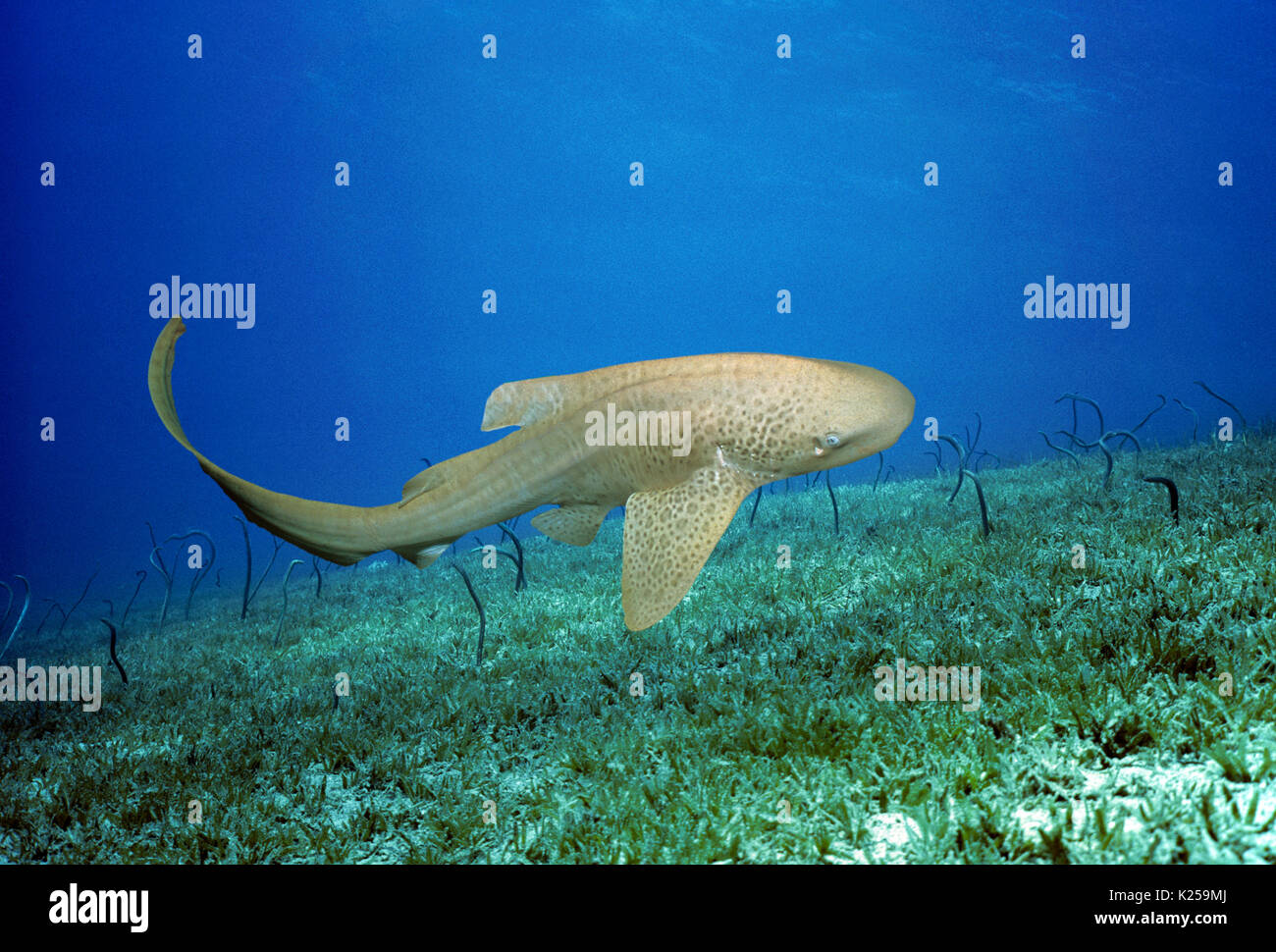 Zebra shark scuba diver hi-res stock photography and images - Alamy