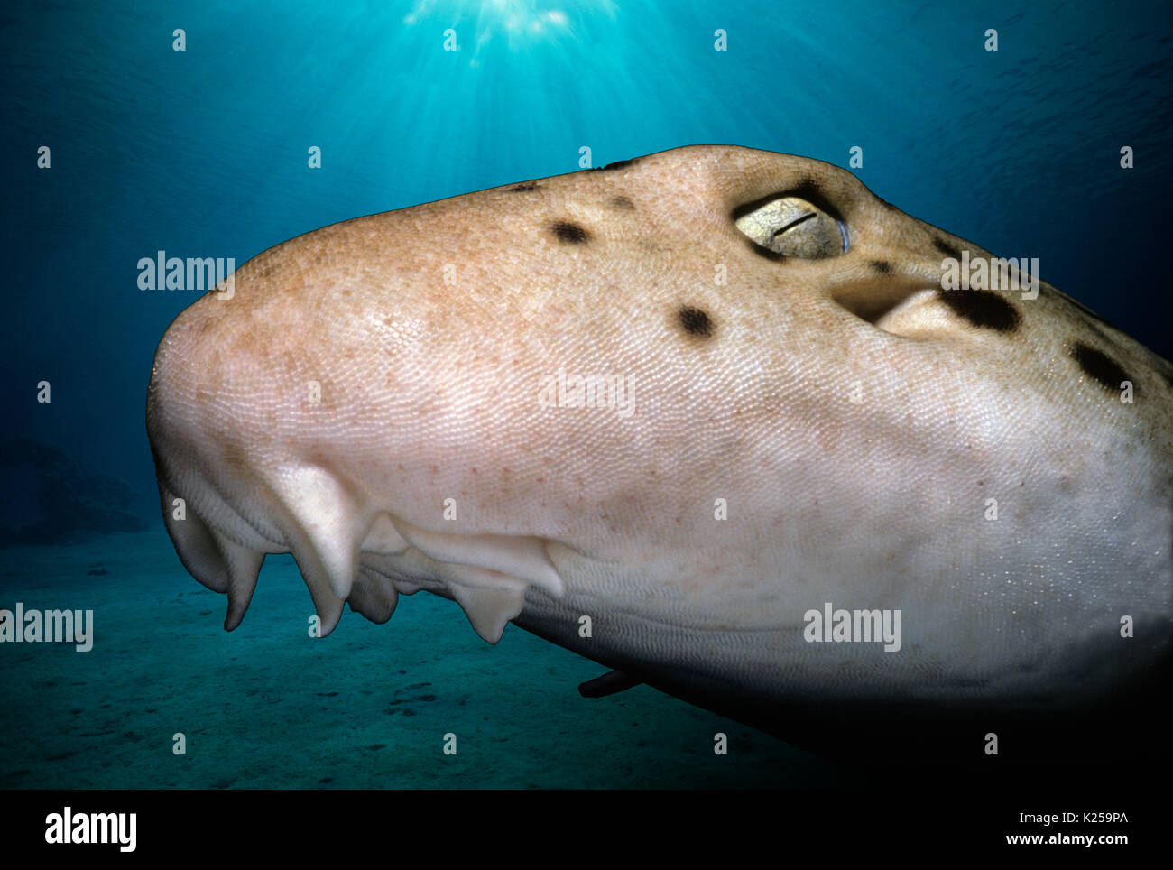 Epaulette Shark Teeth