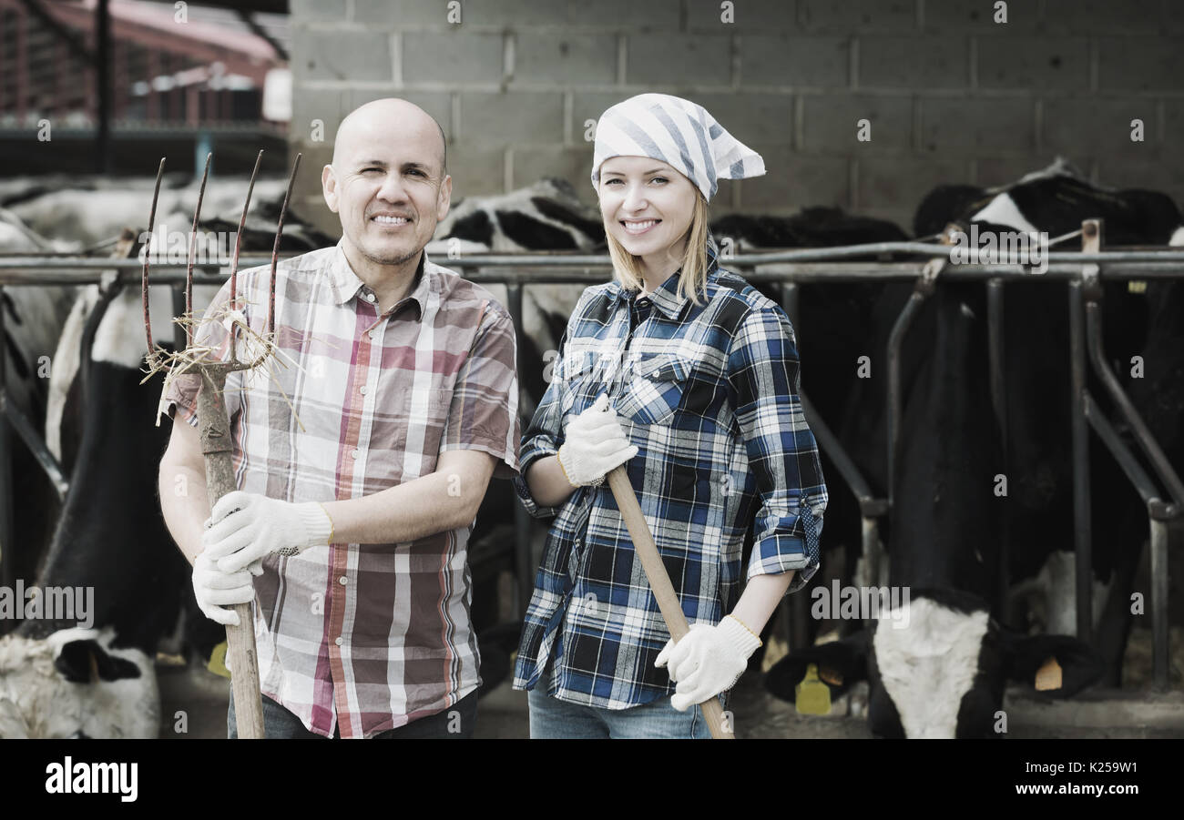 Farm employees taking care of cows in livestock barn Stock Photo - Alamy