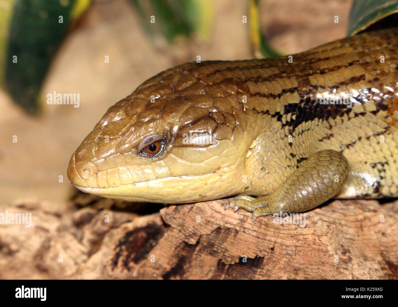 Australian blue tongued skink (Tiliqua scincoides), a.k.a. Eastern ...