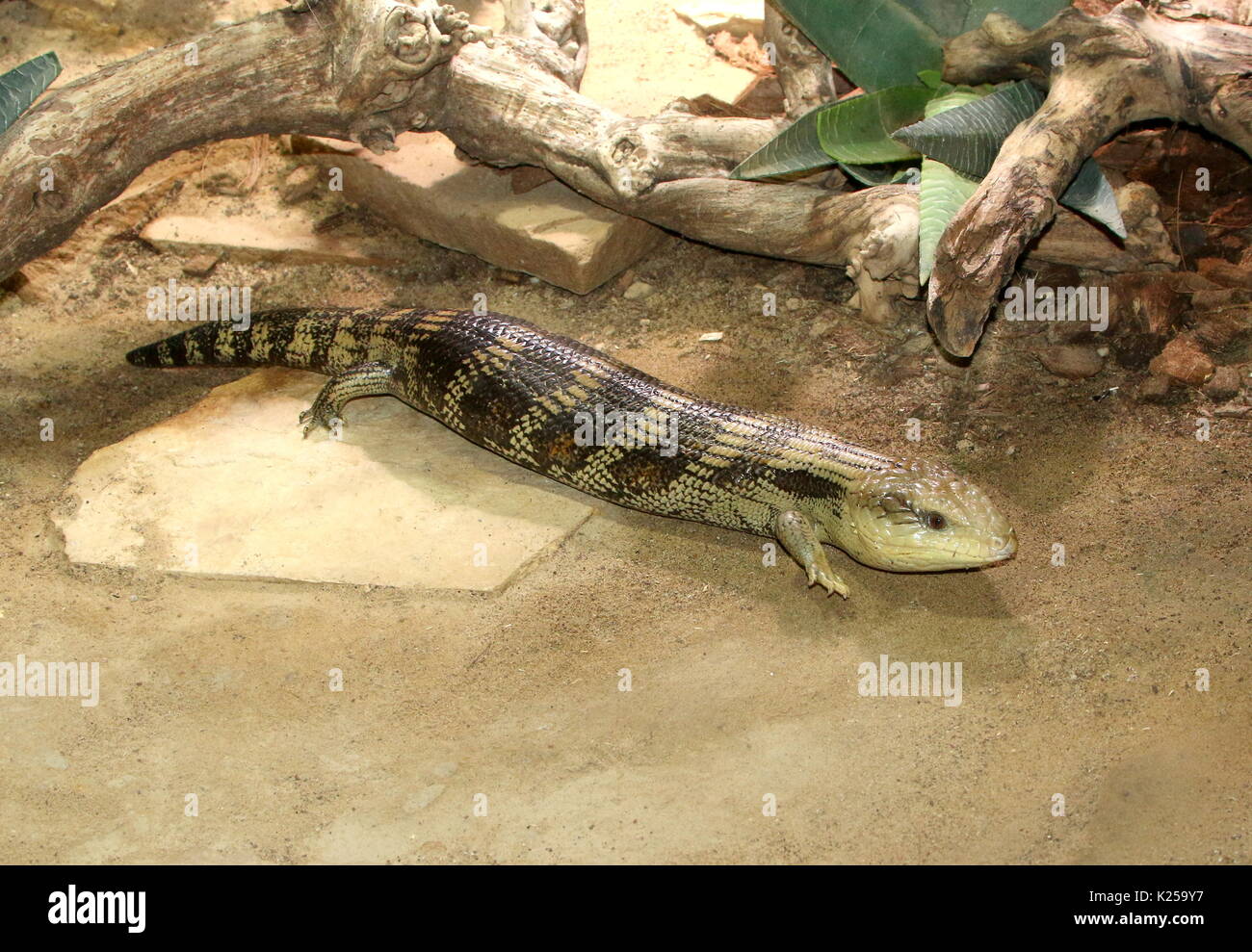Australian blue tongued skink (Tiliqua scincoides), a.k.a. Eastern ...
