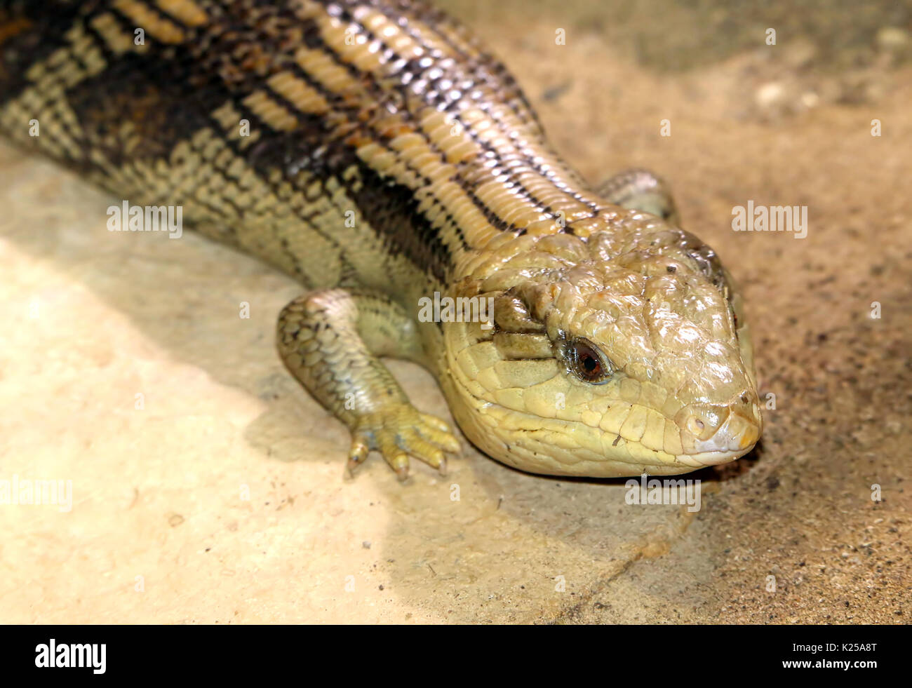 Australian blue tongued skink (Tiliqua scincoides), a.k.a. Eastern ...