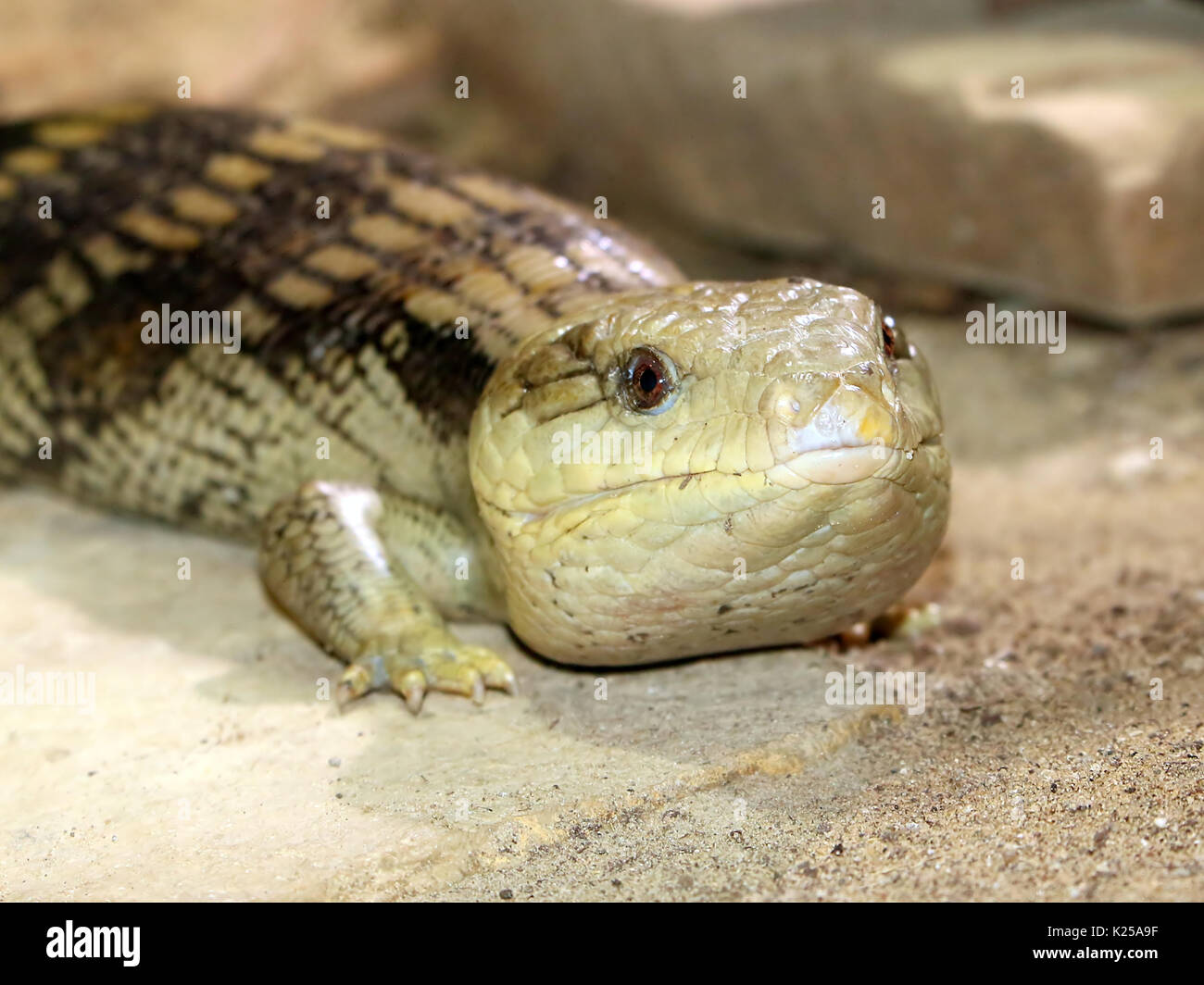 Australian blue tongued skink (Tiliqua scincoides), a.k.a. Eastern ...