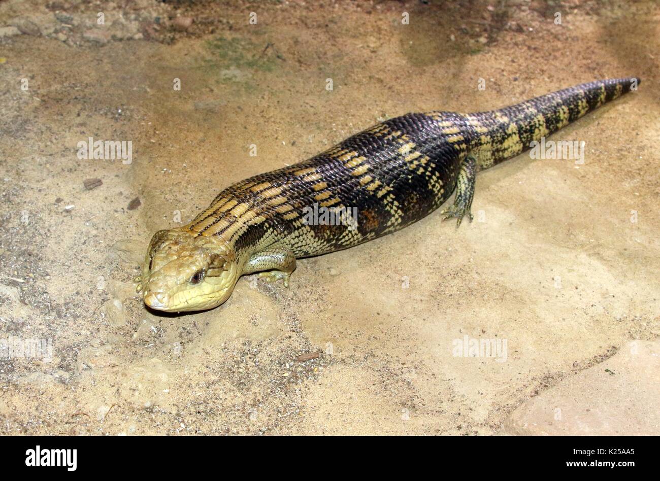 Australian blue tongued skink (Tiliqua scincoides), a.k.a. Eastern ...