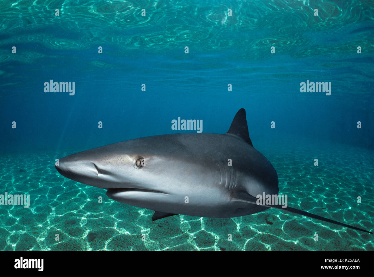 Caribbean Reef Shark (Carcharhinus perezi). Bahamas, Caribbean Sea ...